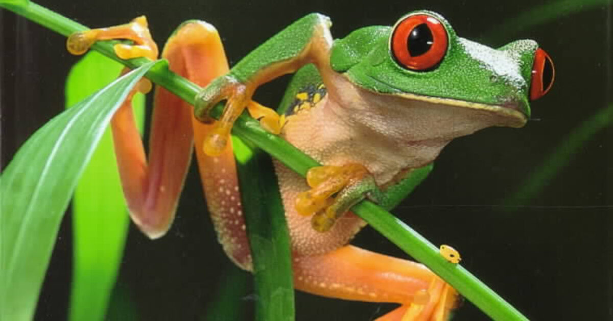 Red-Eyed Tree Frog - Kids Read Now - Kids Read Now