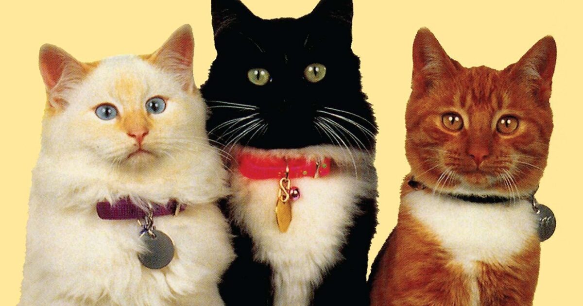 Why Do Cats Meow Kids Read Now Kids Read Now