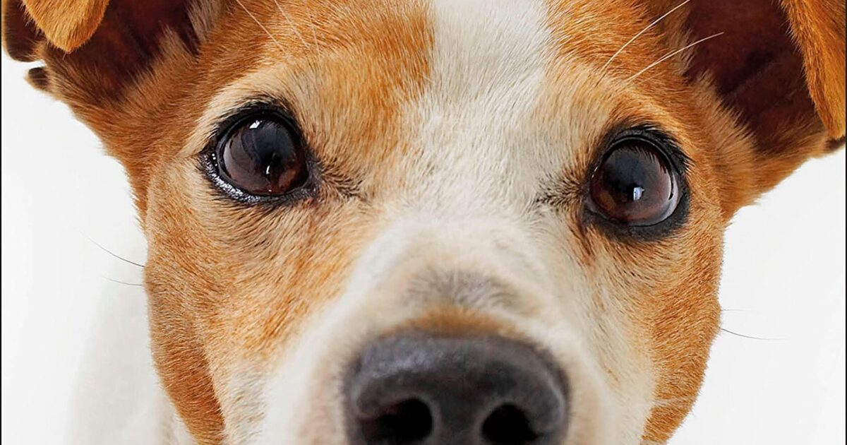 Amazing Dogs - Kids Read Now - Kids Read Now