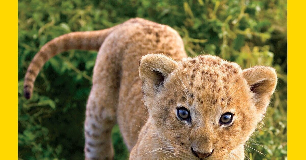 Go, Cub! - Kids Read Now - Kids Read Now