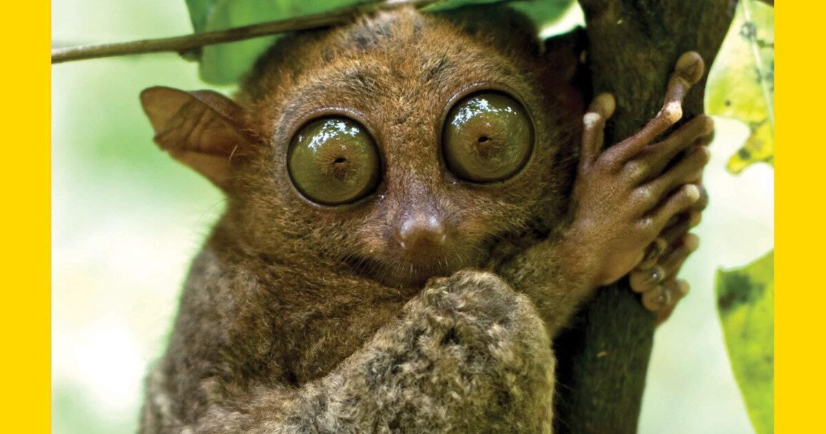 Odd Animals - Kids Read Now - Kids Read Now