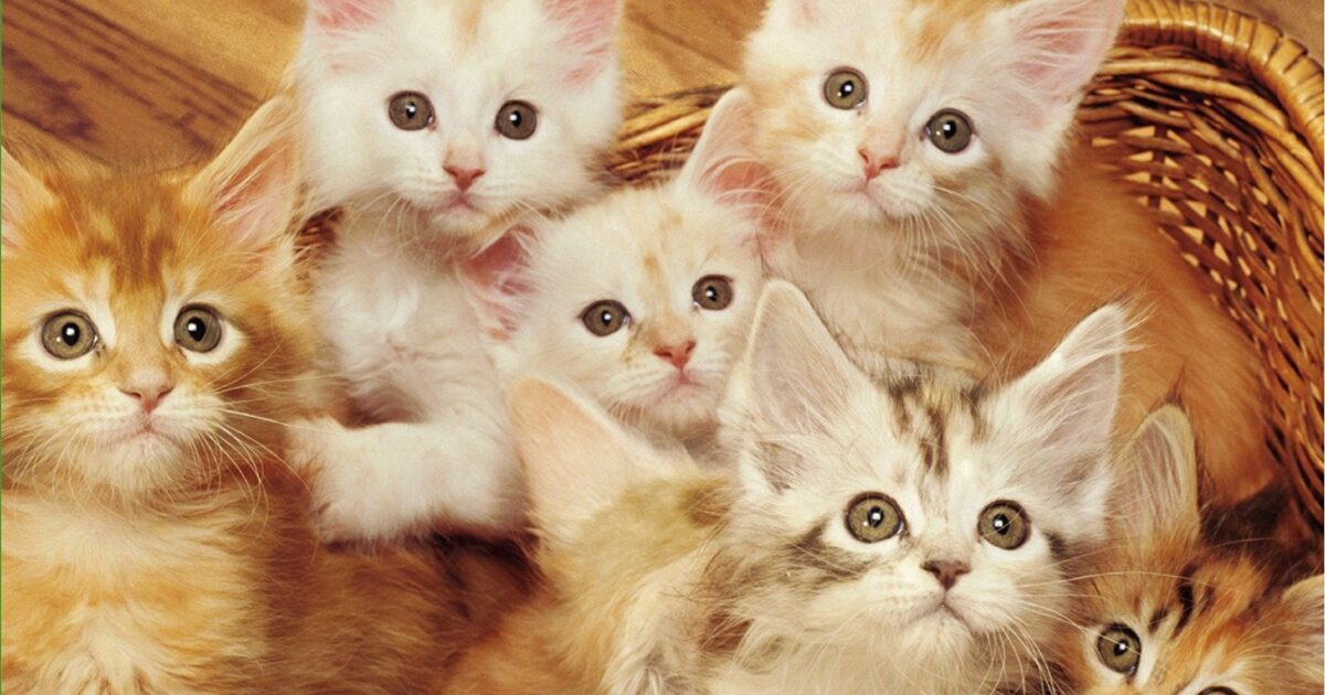 Kit-Kit-Kittens - Kids Read Now - Kids Read Now